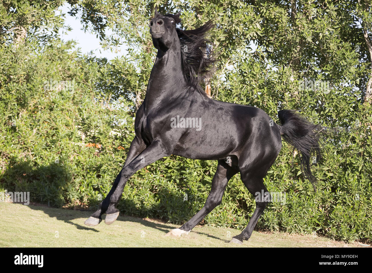 Cheval noir arabe Banque de photographies et d’images à haute ...