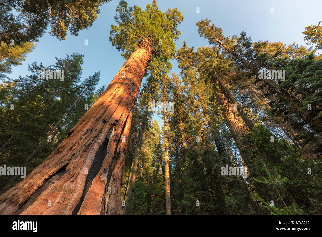 Giant sequoia trees Banque de photographies et d’images à haute ...