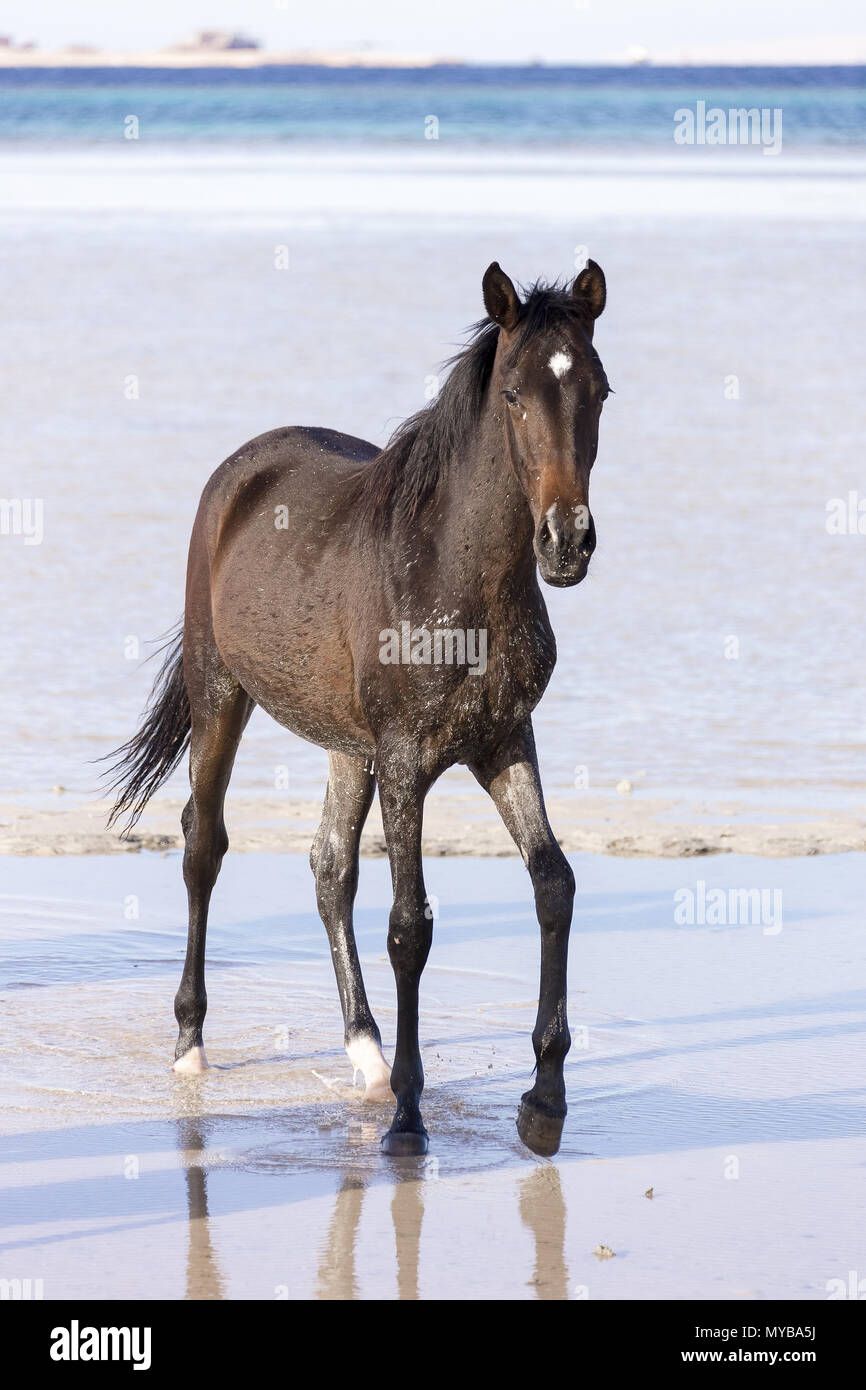 Barb horse bay horse Banque de photographies et d’images à haute ...