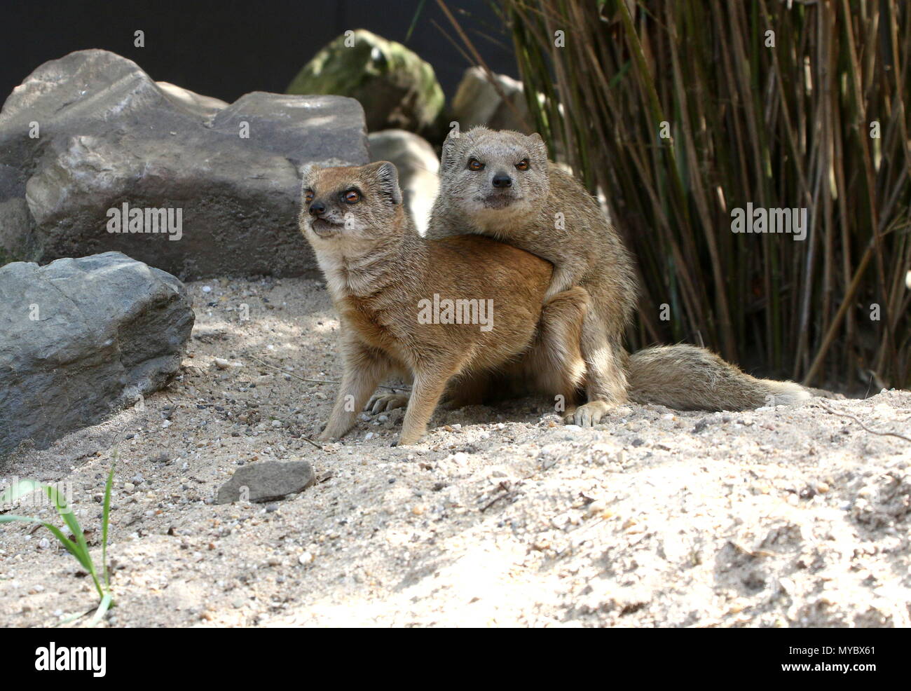 L'accouplement des mangoustes Banque de photographies et d’images à ...