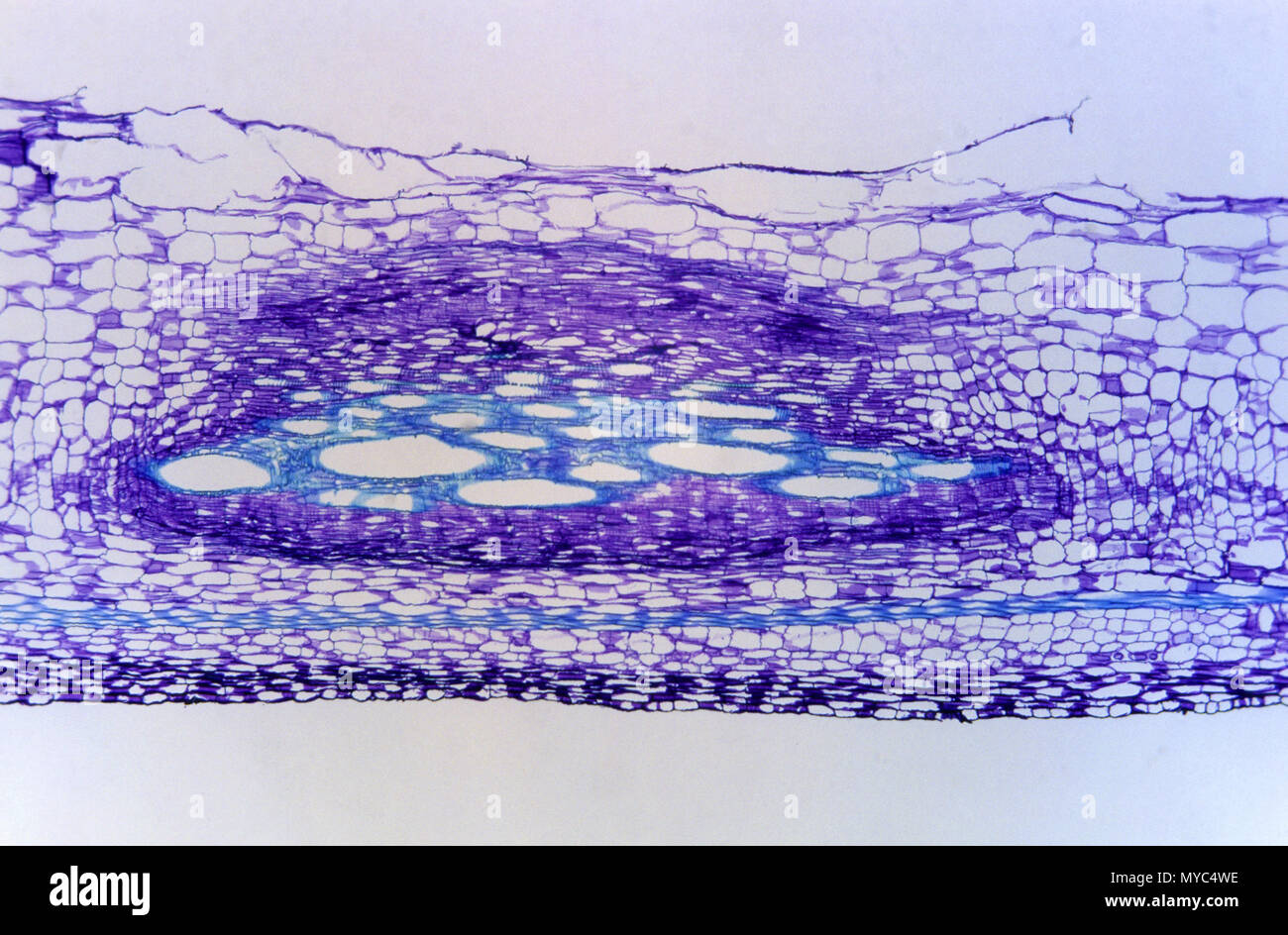 Phloem Tissue Banque d'image et photos - Alamy