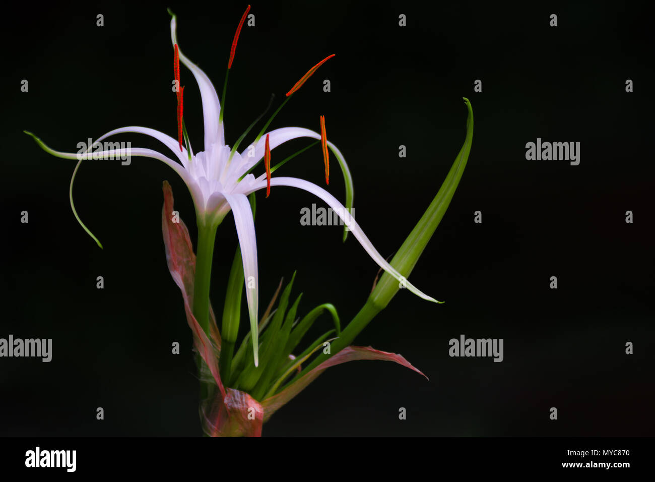 Fleur simple blanche Banque de photographies et d’images à haute ...