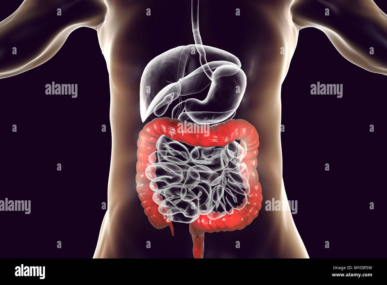 Gros intestin humain Banque de photographies et d’images à haute ...