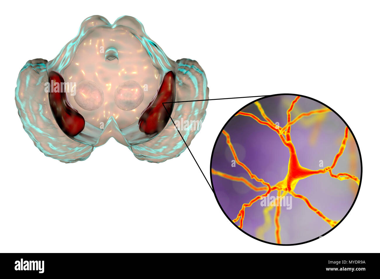 La substantia nigra. Illustration de l'ordinateur une substance noire d ...