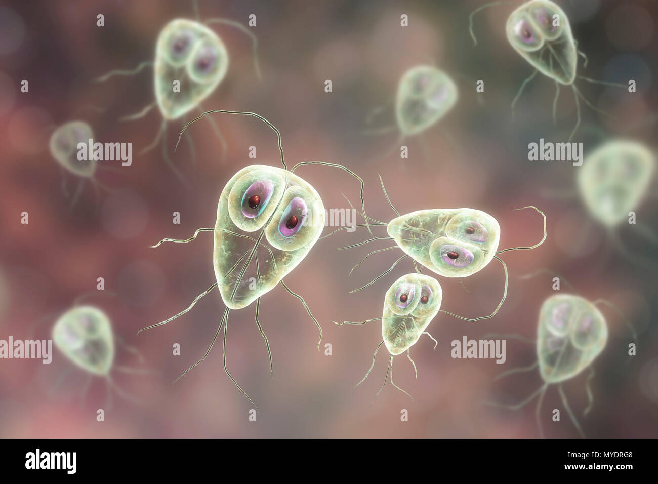 Les parasites Giardia lamblia, illustration de l'ordinateur. Giardia ...