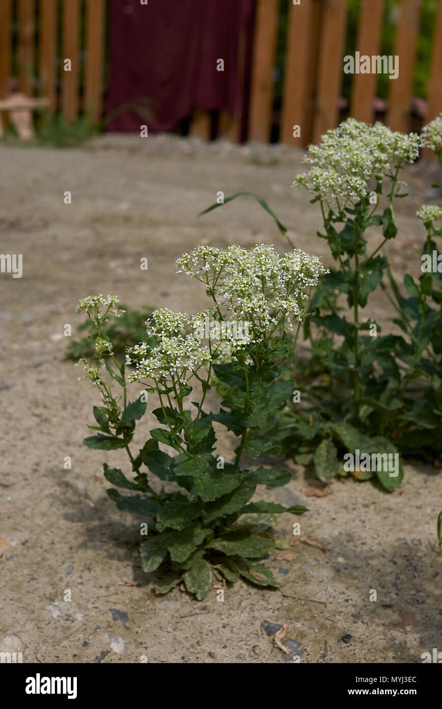 Lepidium Draba Banque d'image et photos - Alamy