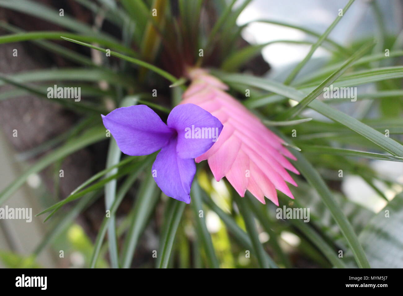 Pink quill tillandsia cyanea Banque de photographies et d’images à ...