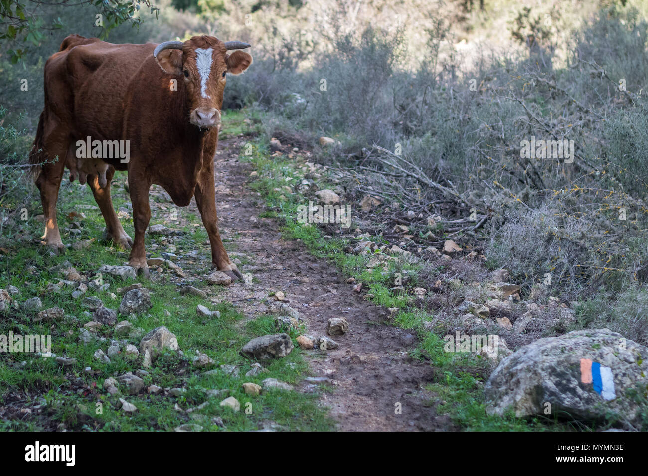 Buisson de lait de vache Banque de photographies et d’images à haute ...