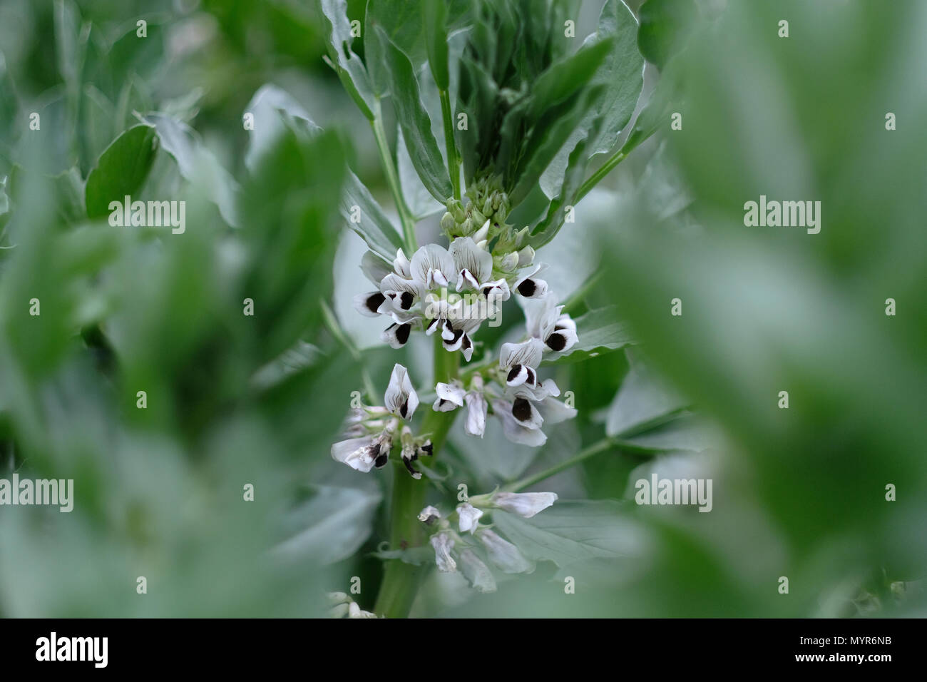 Jeune plant de fève Banque de photographies et d’images à haute ...