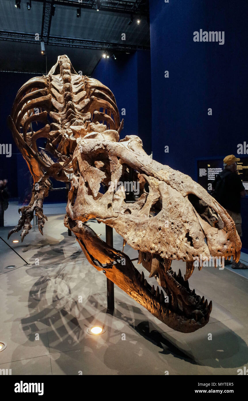 Tyrannosaurus rex trix Banque de photographies et d’images à haute ...