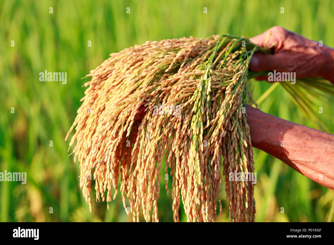 Rice harvest Banque de photographies et d’images à haute résolution - Alamy