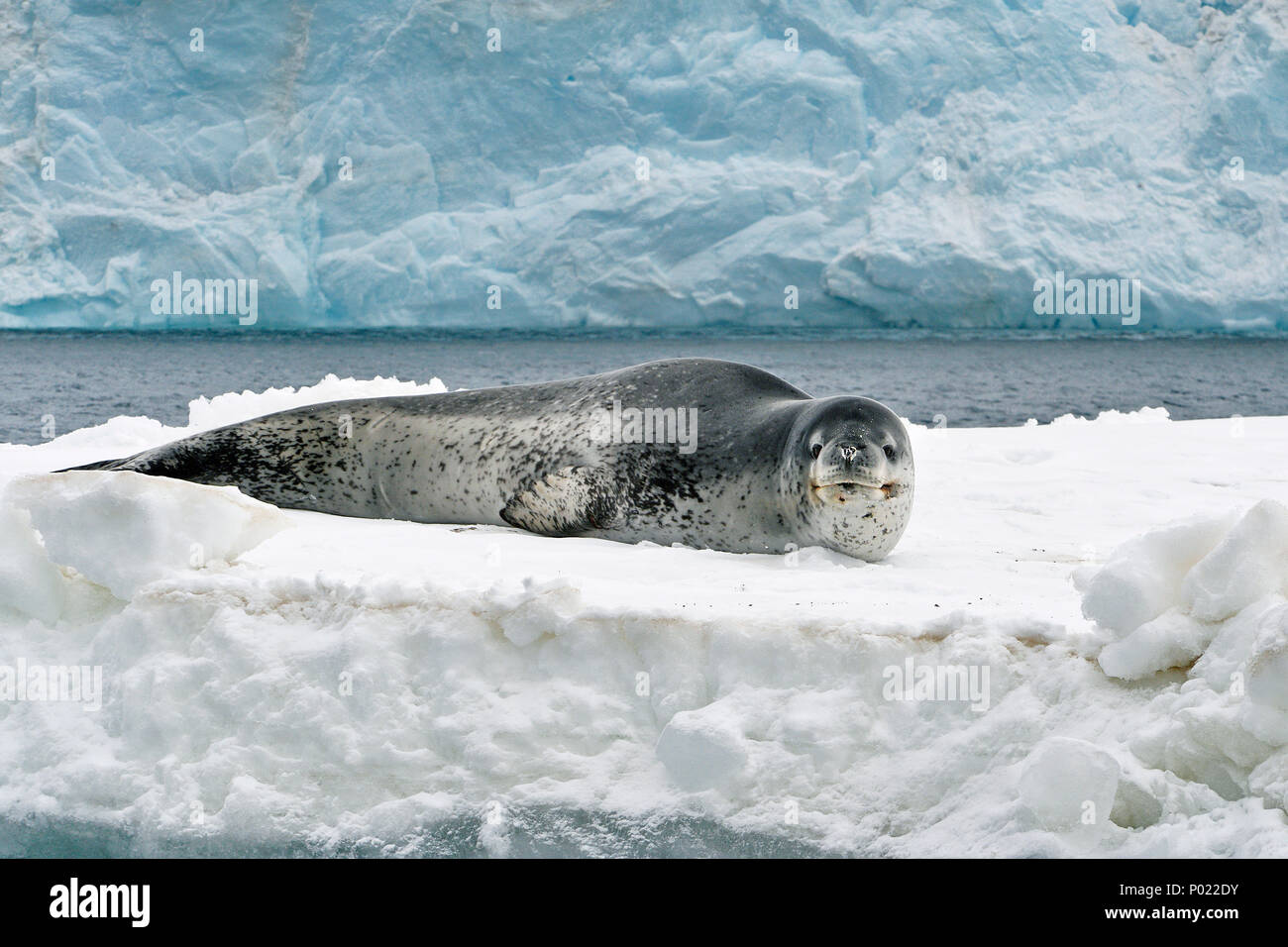 Hydrurga leptonyx Banque de photographies et d’images à haute ...