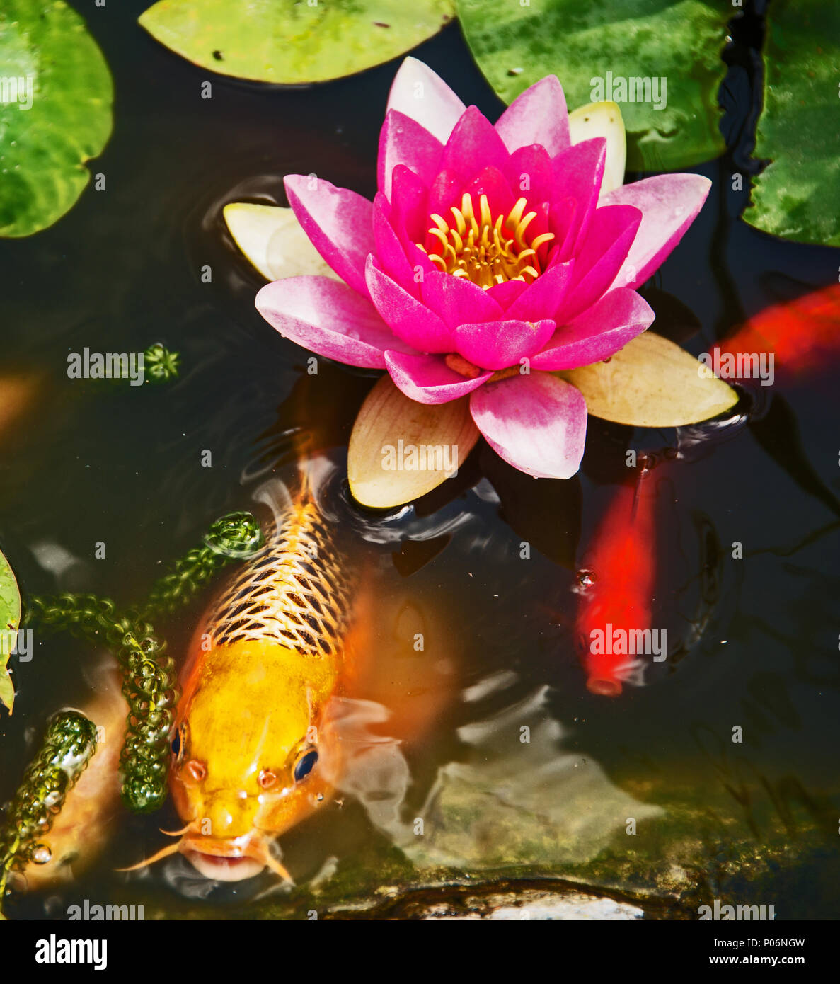 Bassin de poissons de jardin Banque de photographies et d’images à ...