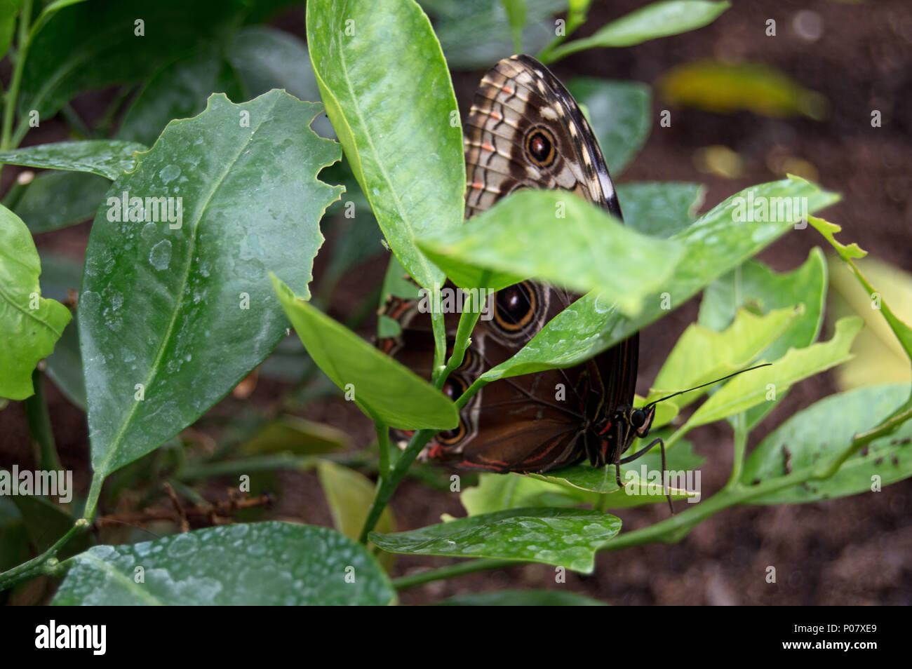 Morpho morpho menelaus Banque de photographies et d’images à haute ...