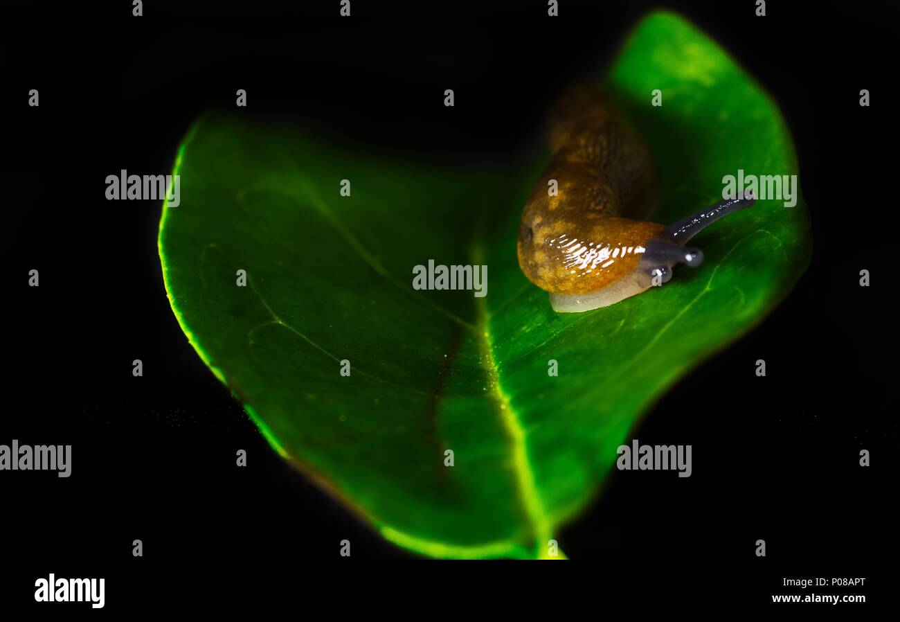 Limace jaune Banque de photographies et d’images à haute résolution - Alamy