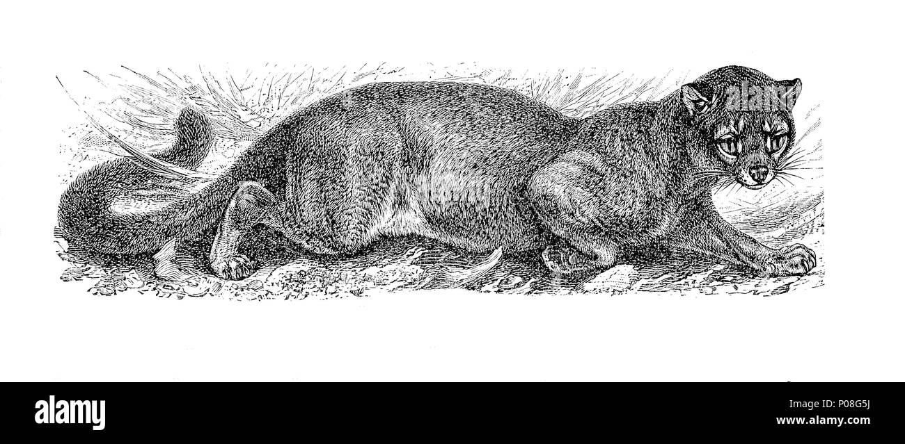 Fossa, Cryptoprocta ferox, un félin, mammifère carnivore endémique à ...