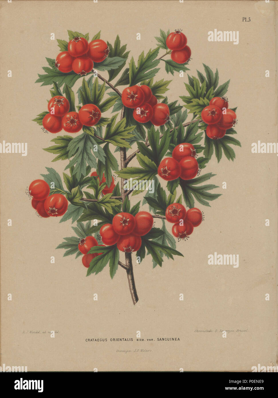 Crataegus orientalis Banque de photographies et d’images à haute ...