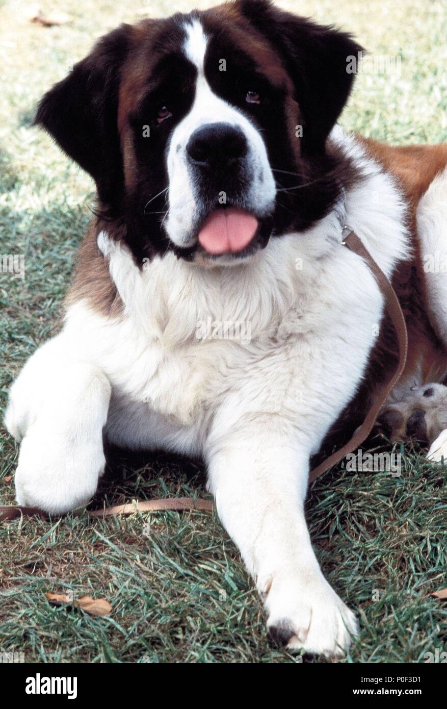 Beethoven le chien Banque de photographies et d’images à haute ...