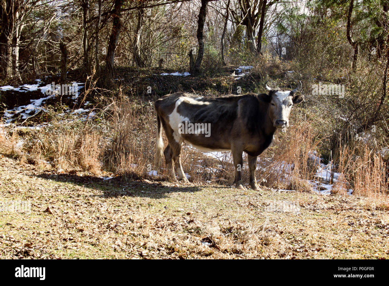 Vache brune maigre Banque de photographies et d’images à haute ...