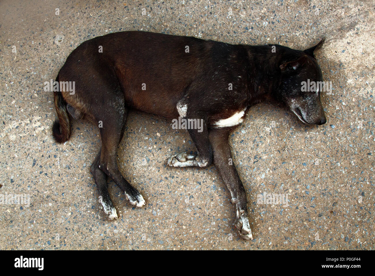 Chien errant sur terre, vue d'en haut. Sauvetage et abris pour animaux ...