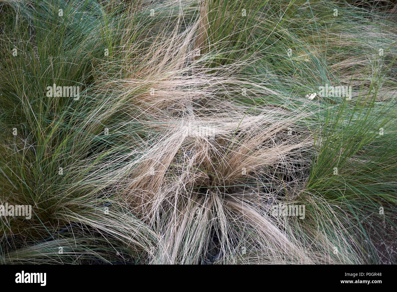 Carex albicans Banque de photographies et d’images à haute résolution ...