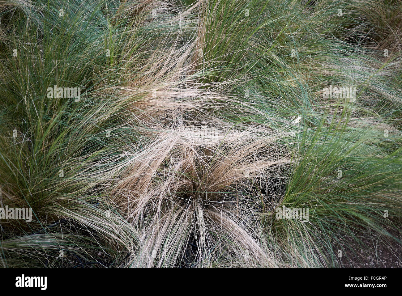 Carex albicans Banque de photographies et d’images à haute résolution ...
