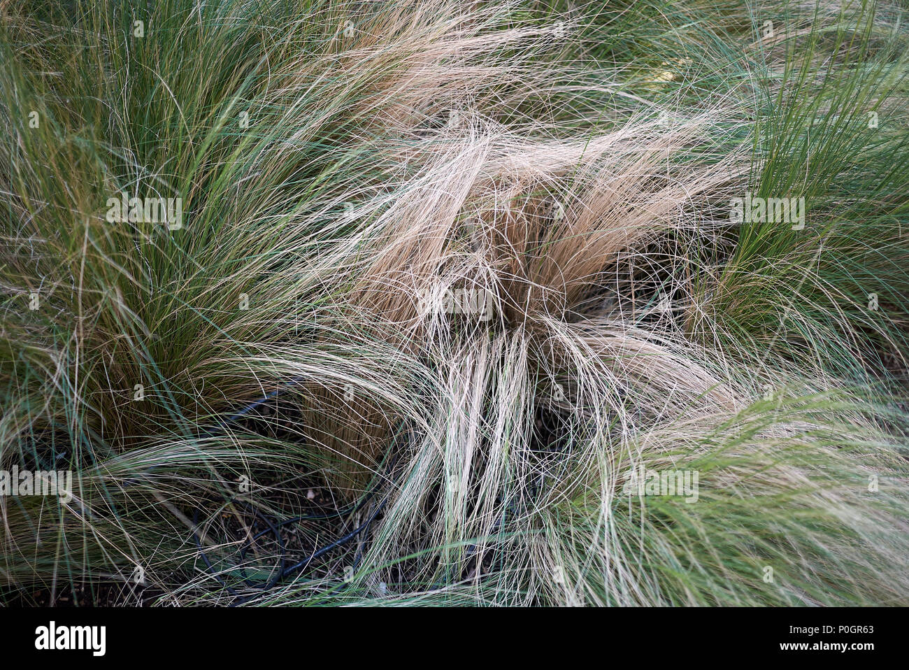 Carex albicans Banque de photographies et d’images à haute résolution ...