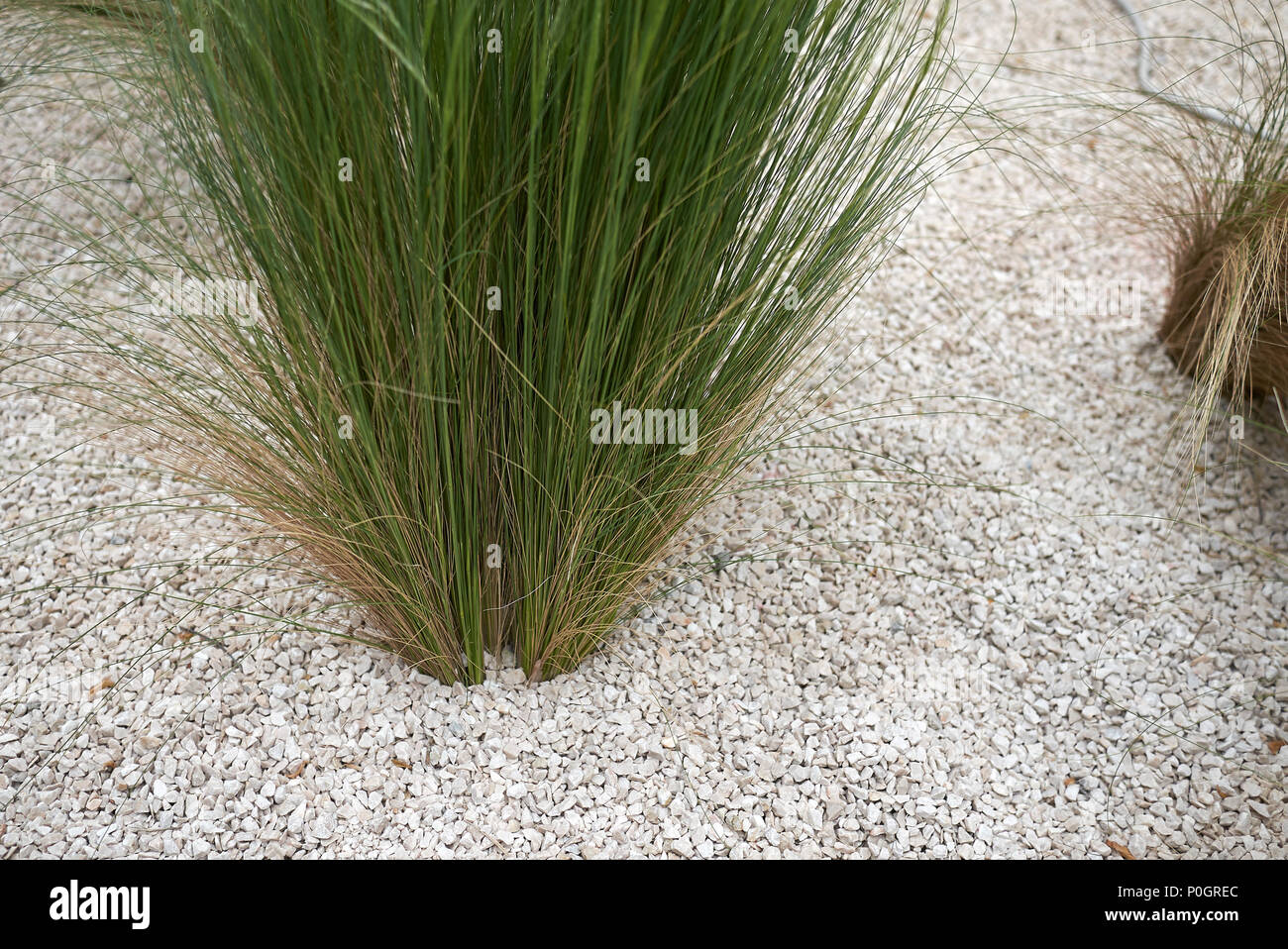 Carex albicans Banque de photographies et d’images à haute résolution ...