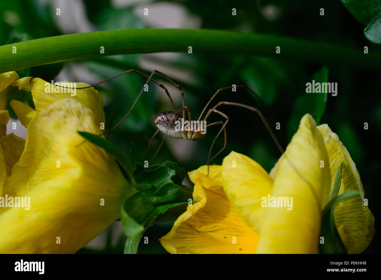 Insecte terrifiant Banque de photographies et d’images à haute ...