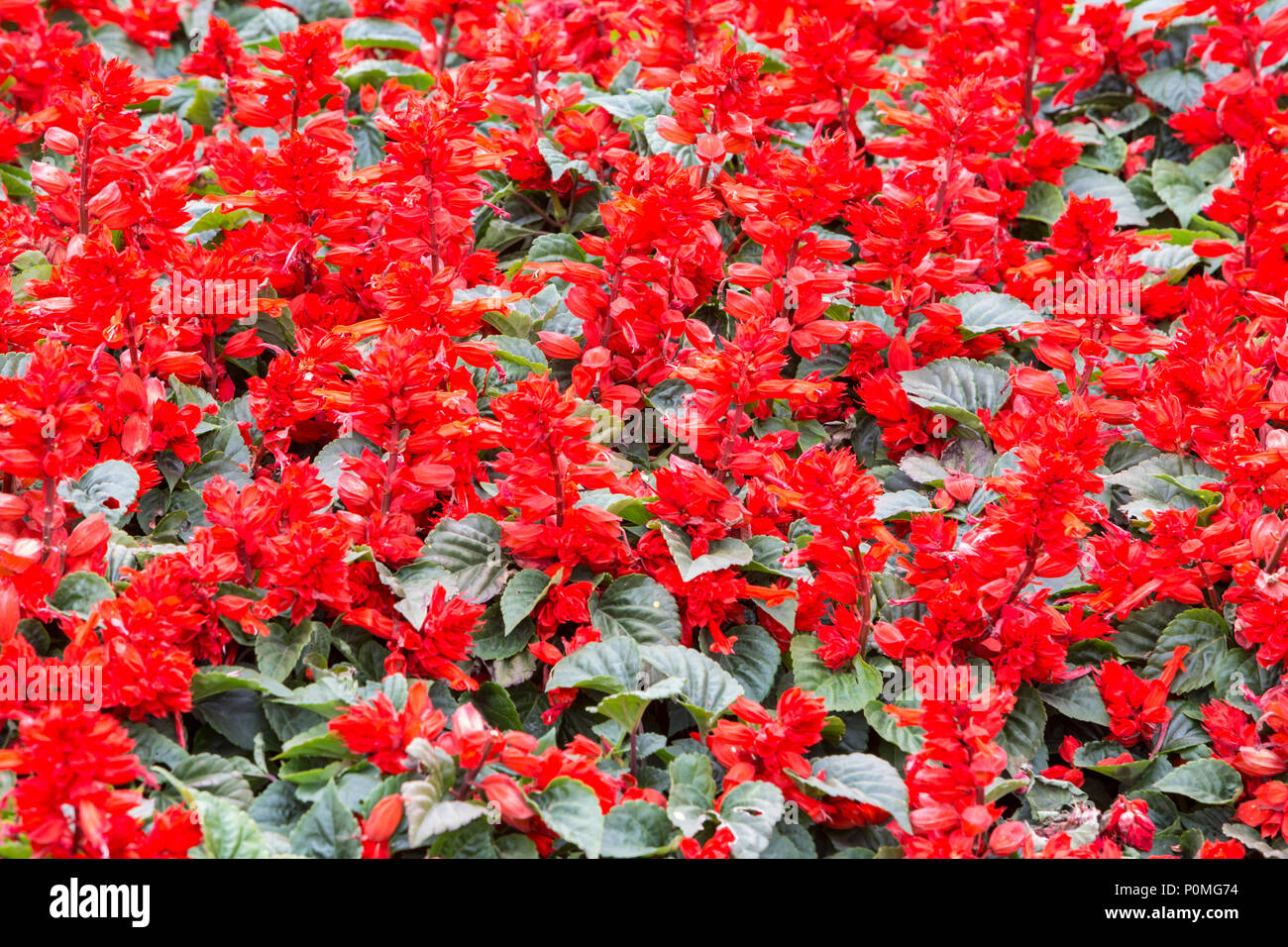 Fleurs de sauge de jardin Banque de photographies et d’images à haute ...