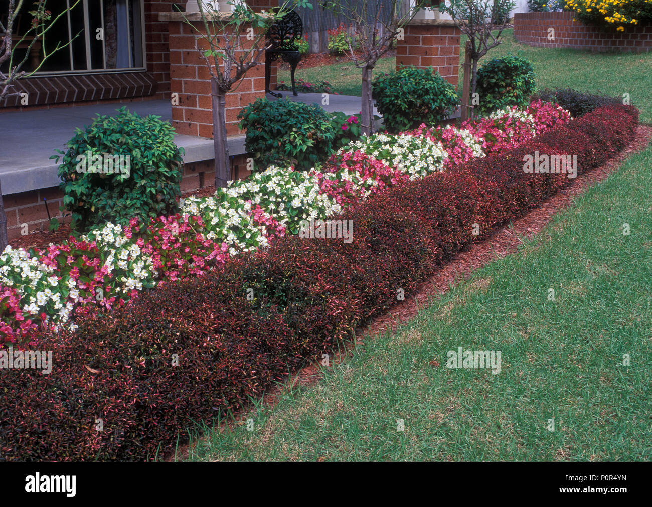 Nana nandina Banque de photographies et d’images à haute résolution - Alamy