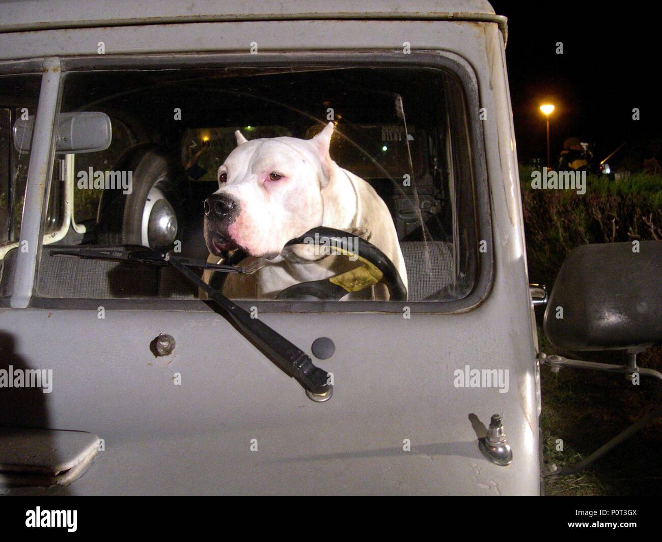 Dogoman breed of dog Banque de photographies et d’images à haute ...