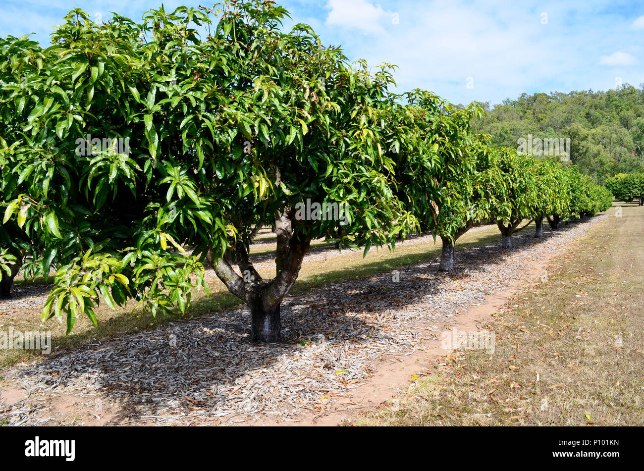 Mango tree australia Banque de photographies et d’images à haute ...