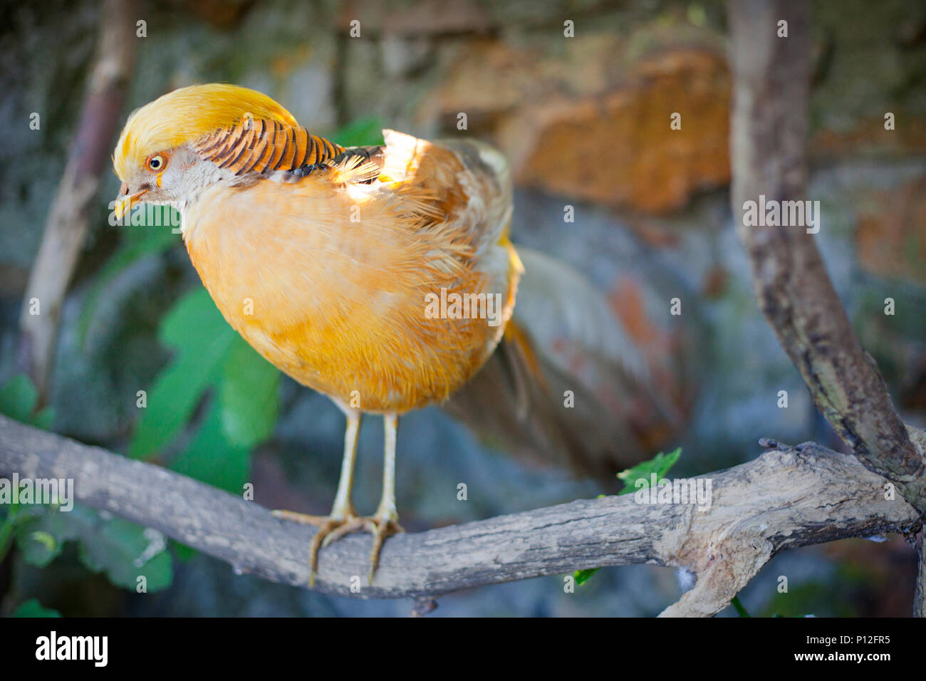 Faisan chinois peint Banque de photographies et d’images à haute ...