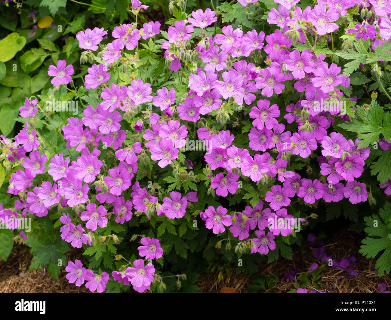 Au début de l'été fleurs mauve de la plante vivace ornementale ...
