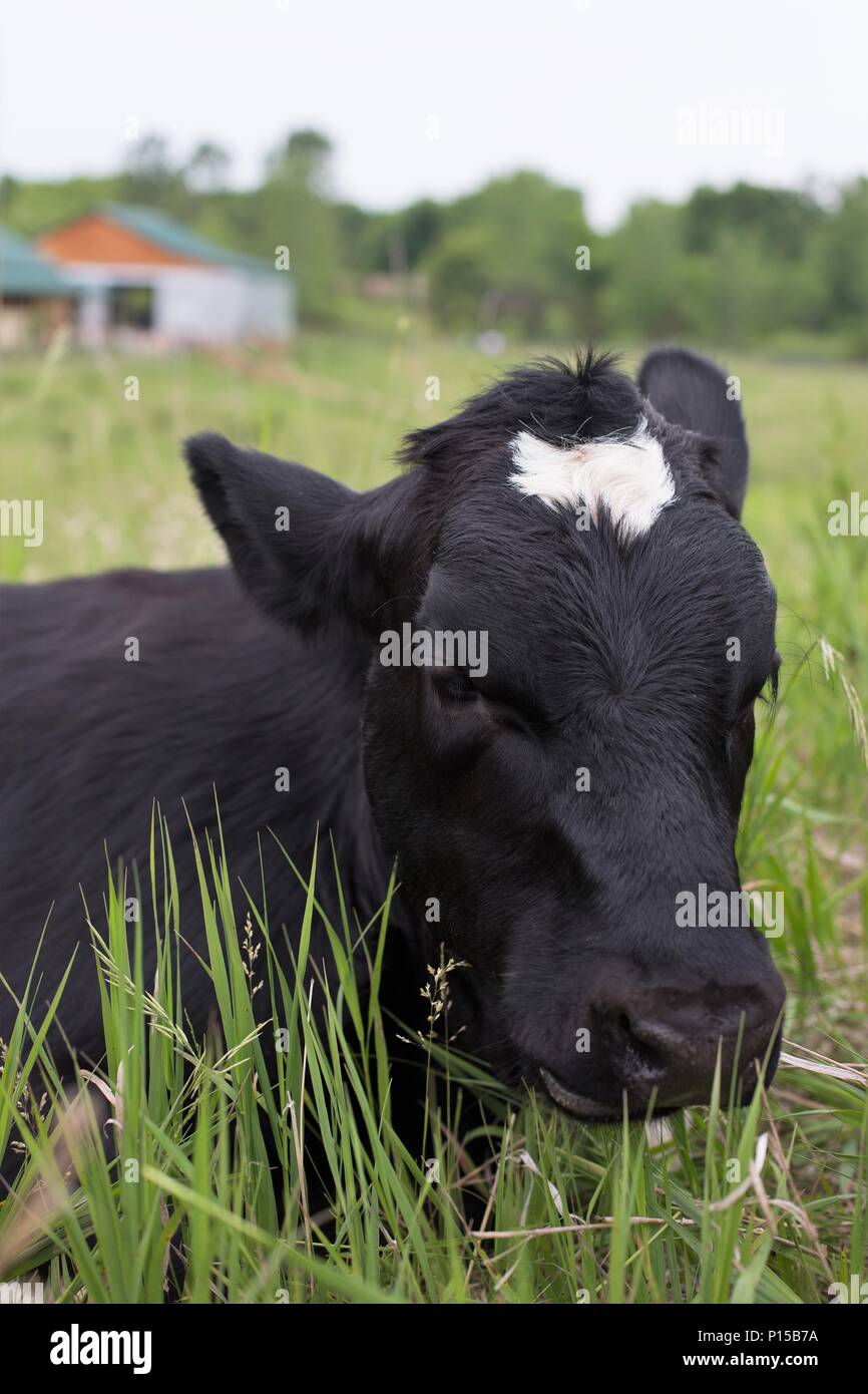 Holstein cow lying down Banque de photographies et d’images à haute ...