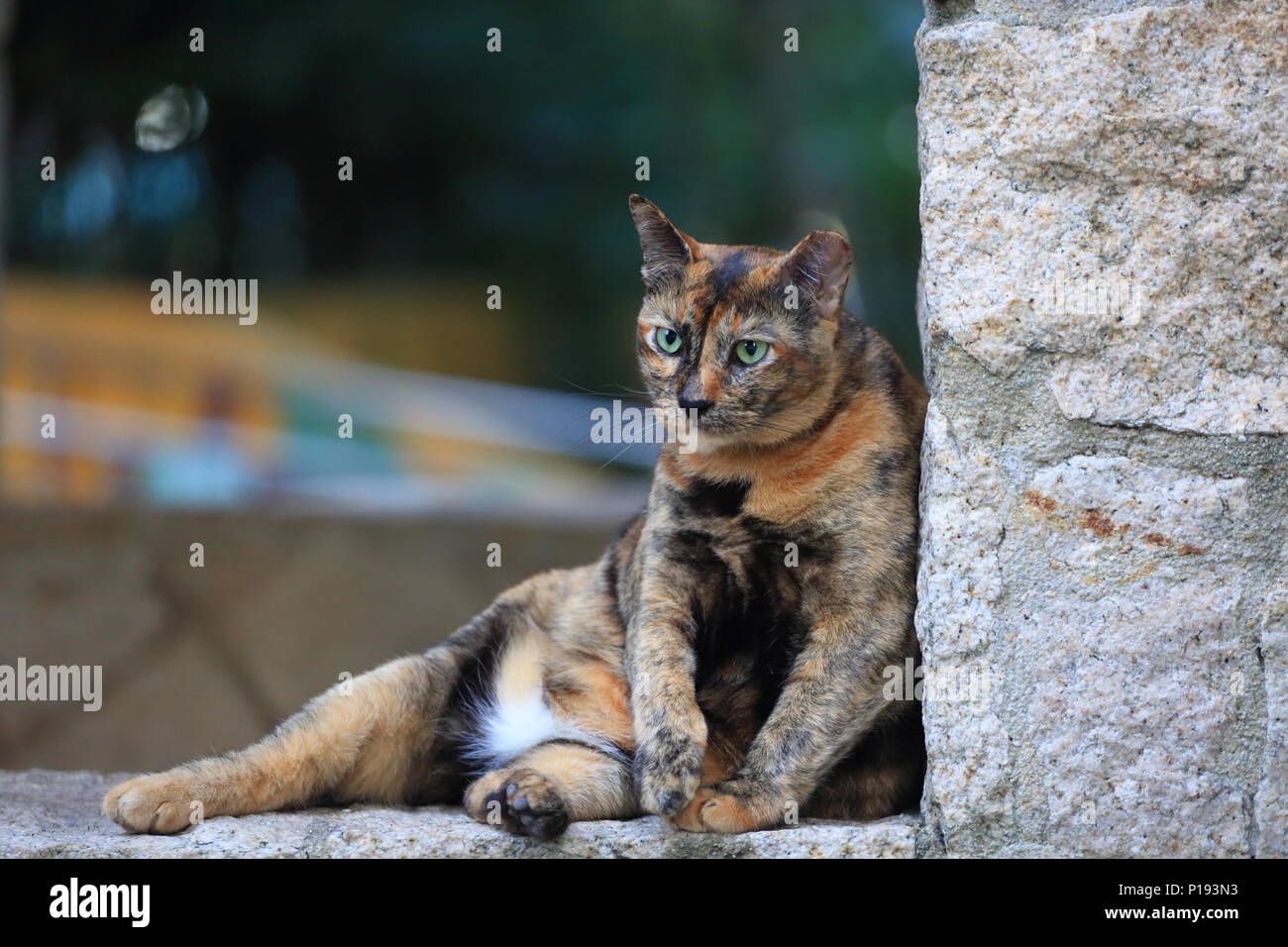 Tortoiseshell cats Banque de photographies et d’images à haute ...