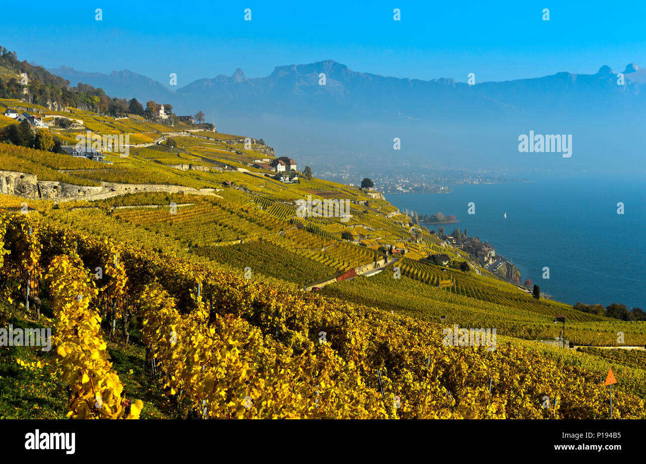 Vaud Wine Banque d'image et photos - Alamy