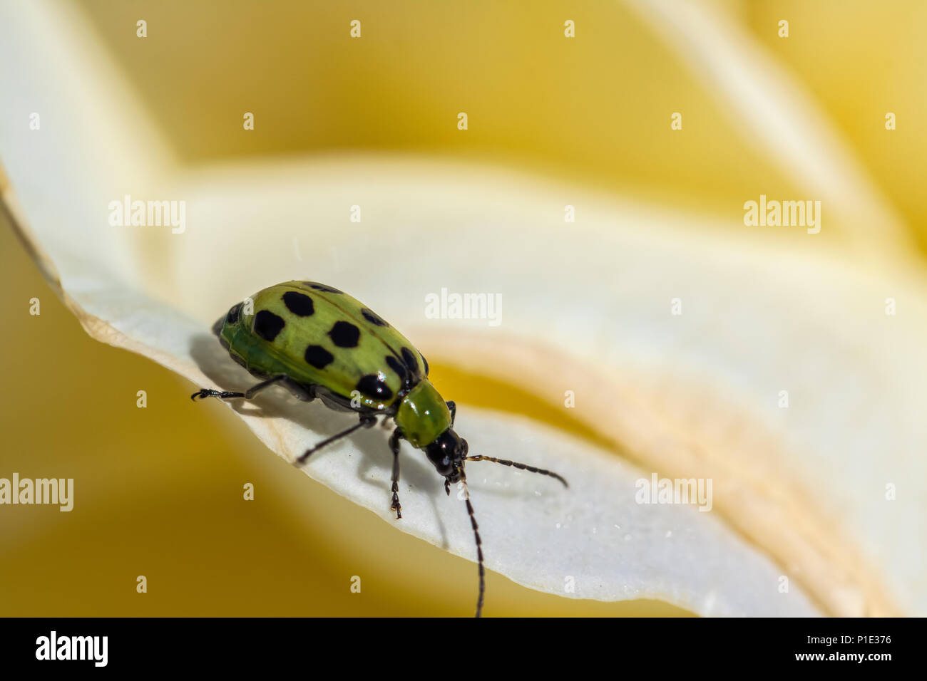 Spotted cucumber beetle diabrotica undecimpunctata Banque de ...