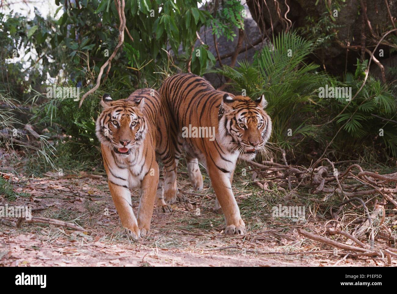 Titre original : DEUX FRÈRES. Titre en anglais : DEUX FRÈRES. Directeur ...