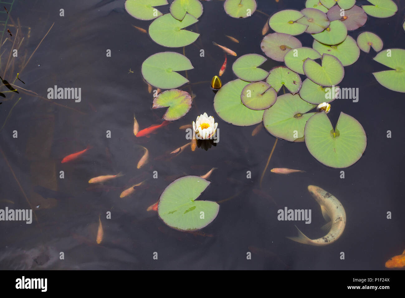 Poisson grenouille rose Banque de photographies et d’images à haute ...