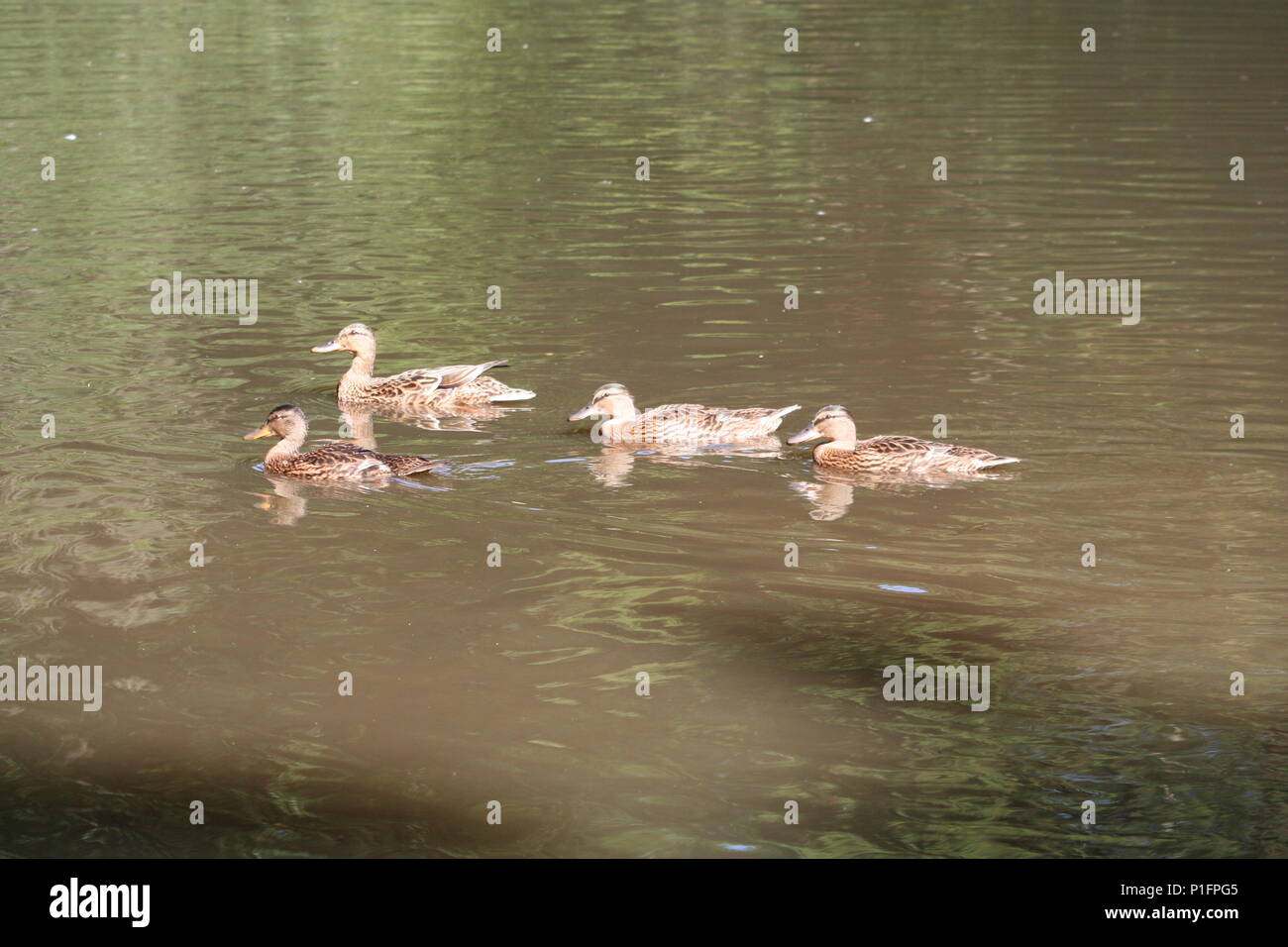 Volaille sauvage Banque de photographies et d’images à haute résolution ...