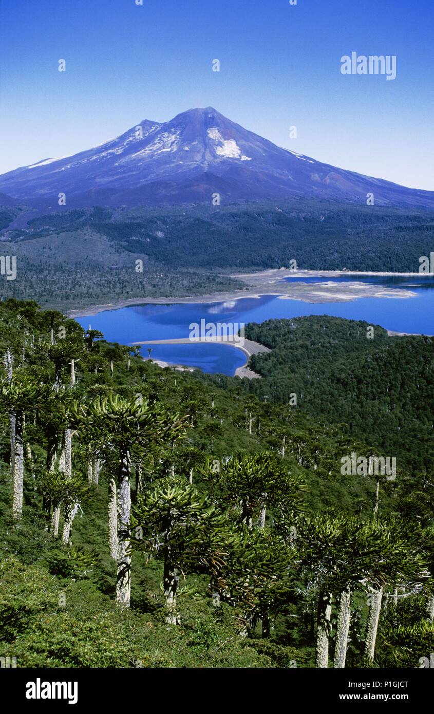 Volcan Llaima Et Lago Conguillio Banque d'image et photos - Alamy
