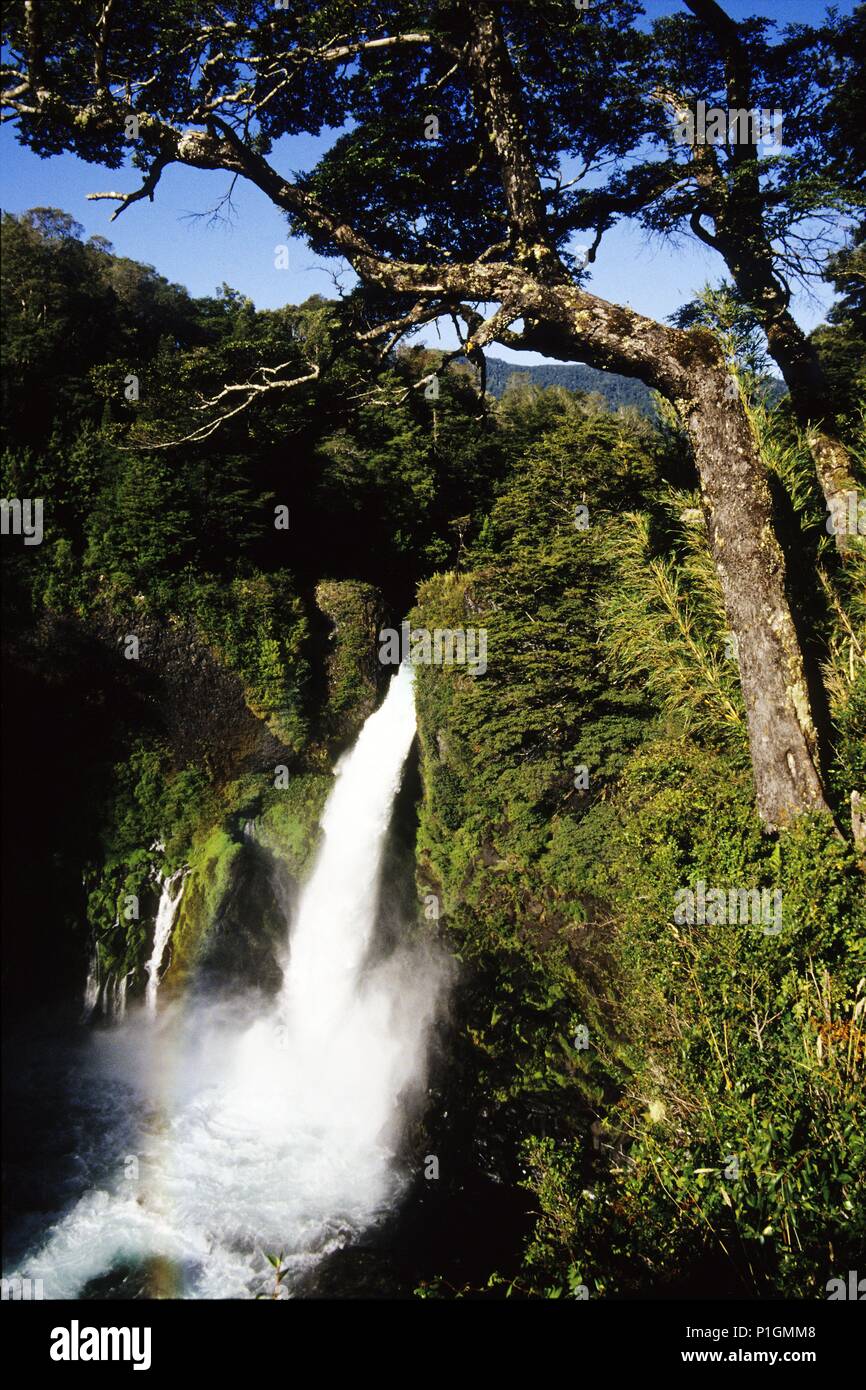 Río ; Fui Saltos del 'Huilo Huilo' en medio de bosque autóctono Photo ...