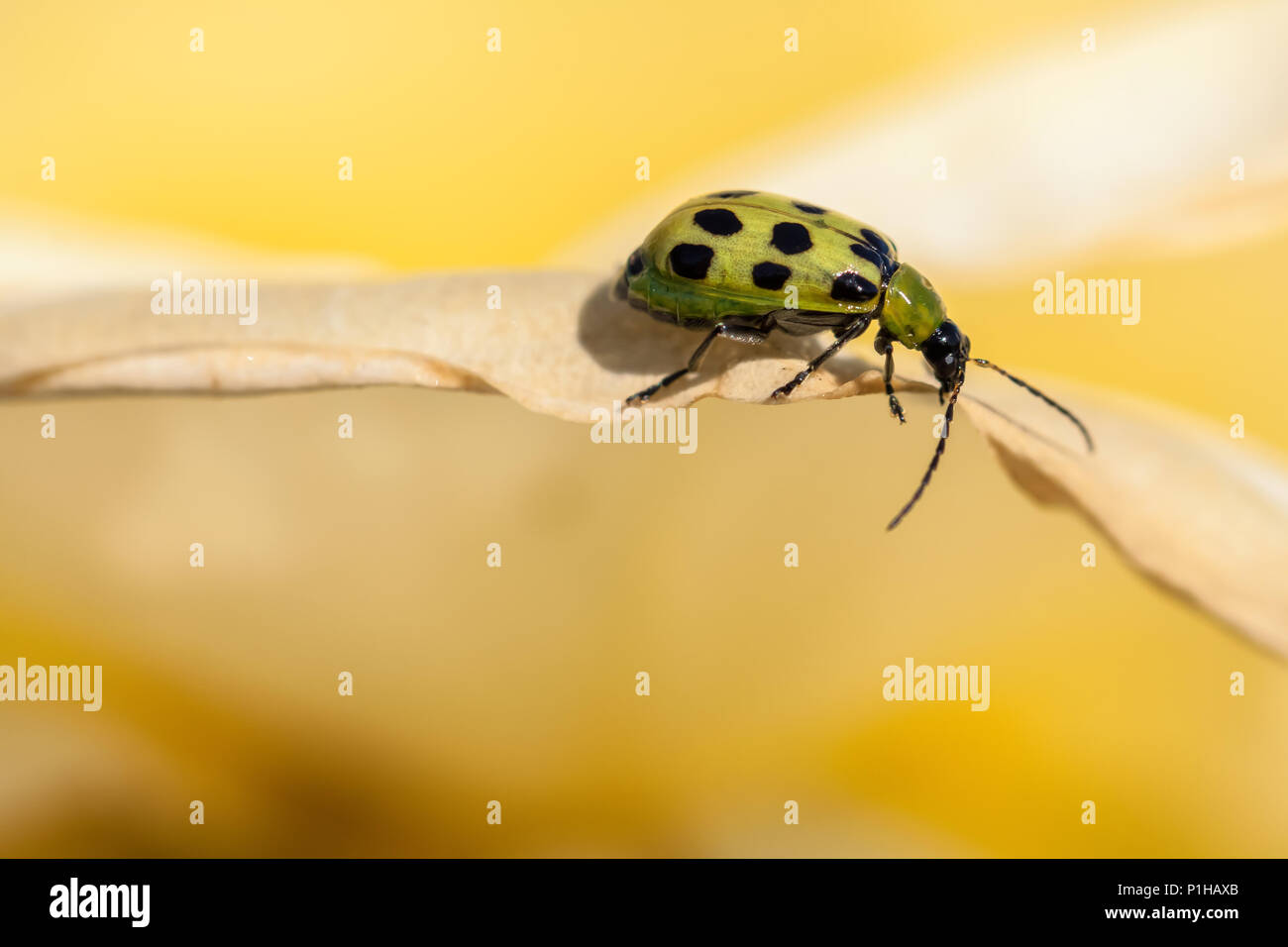 Spotted cucumber beetle diabrotica undecimpunctata Banque de ...
