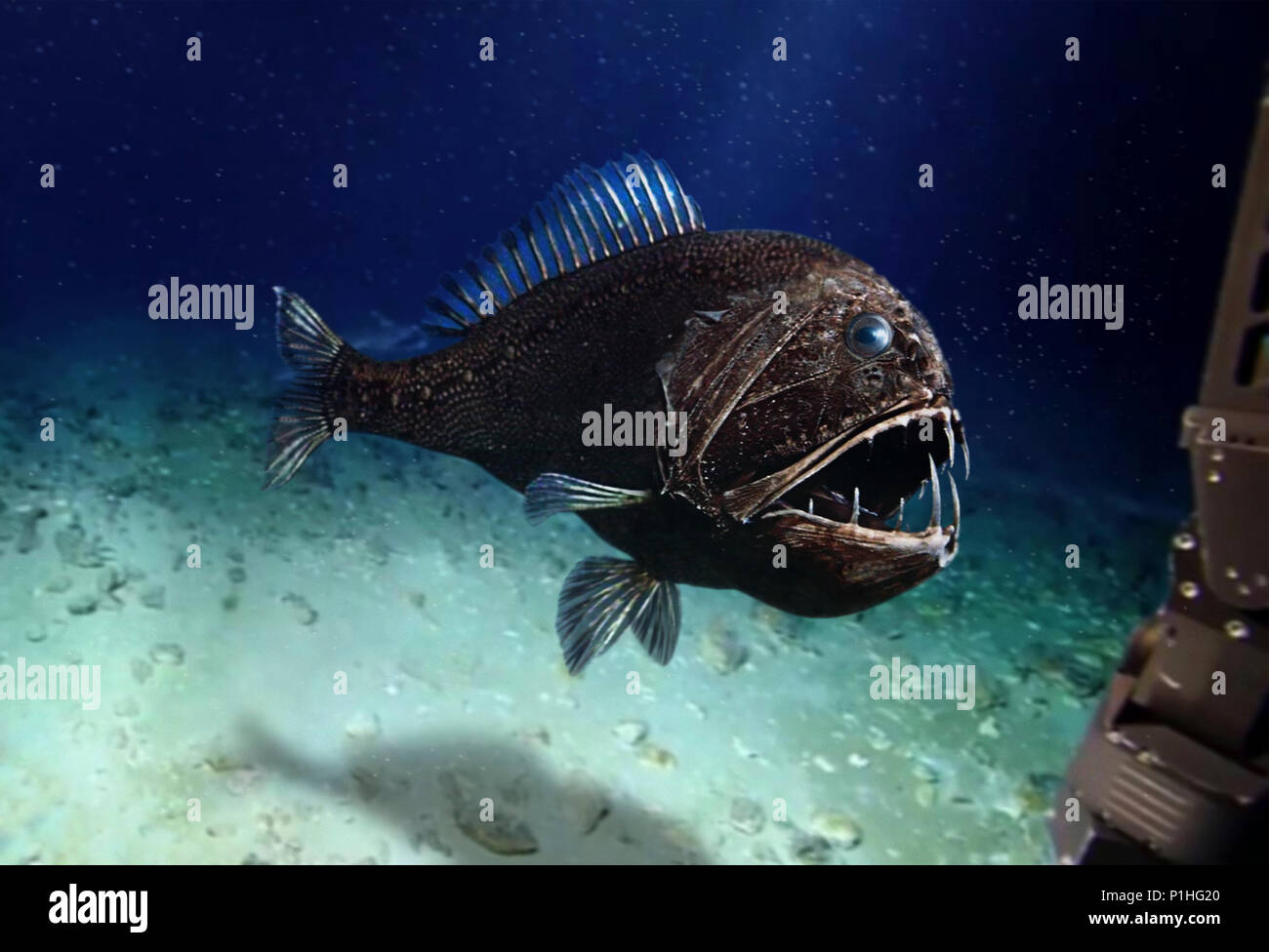 Abyssal Depths Banque d'image et photos - Alamy