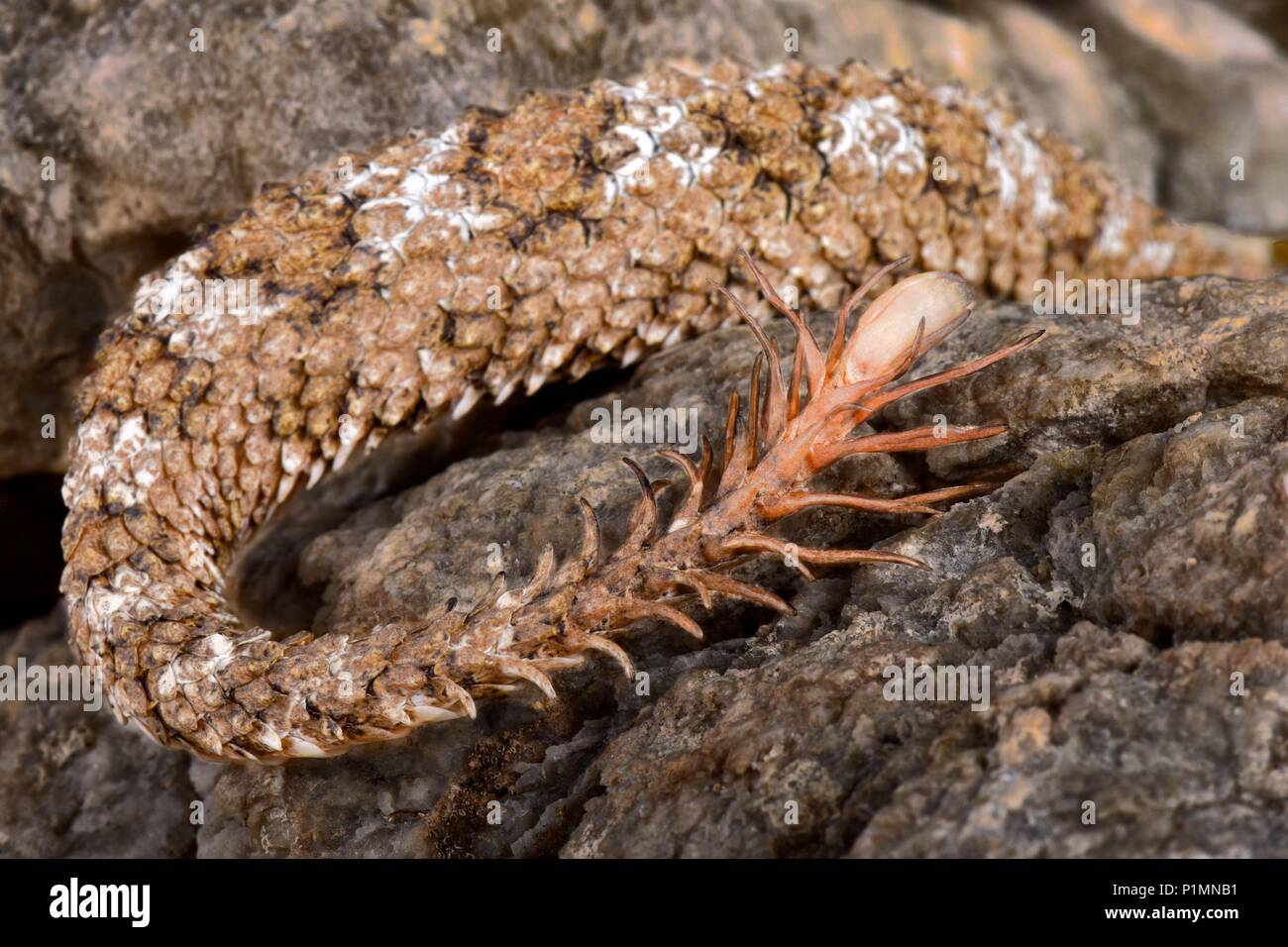 Tail spider tailed viper pseudocerastes urarachnoides Banque de ...