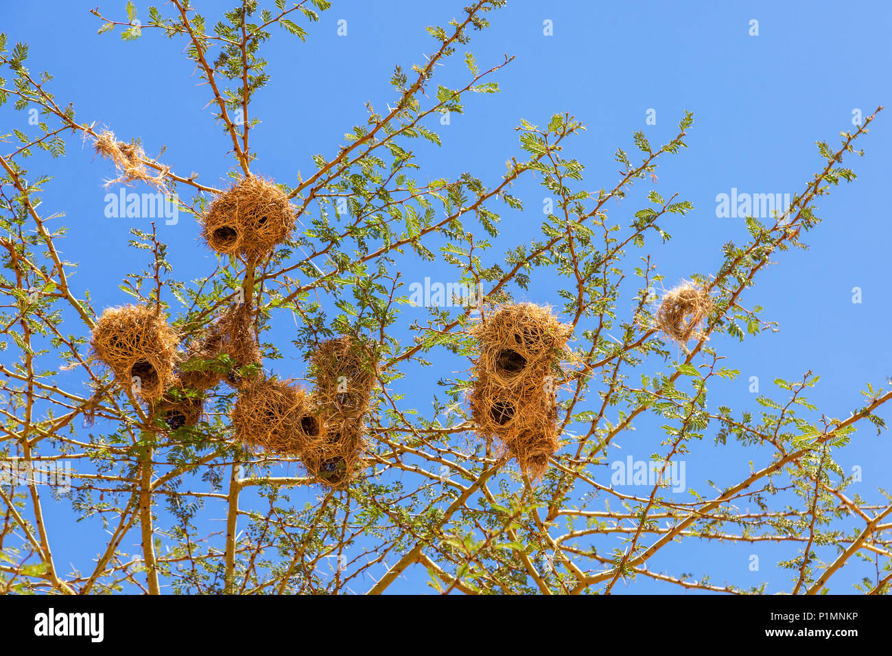 Nids d'oiseaux dans un arbre Banque de photographies et d’images à ...
