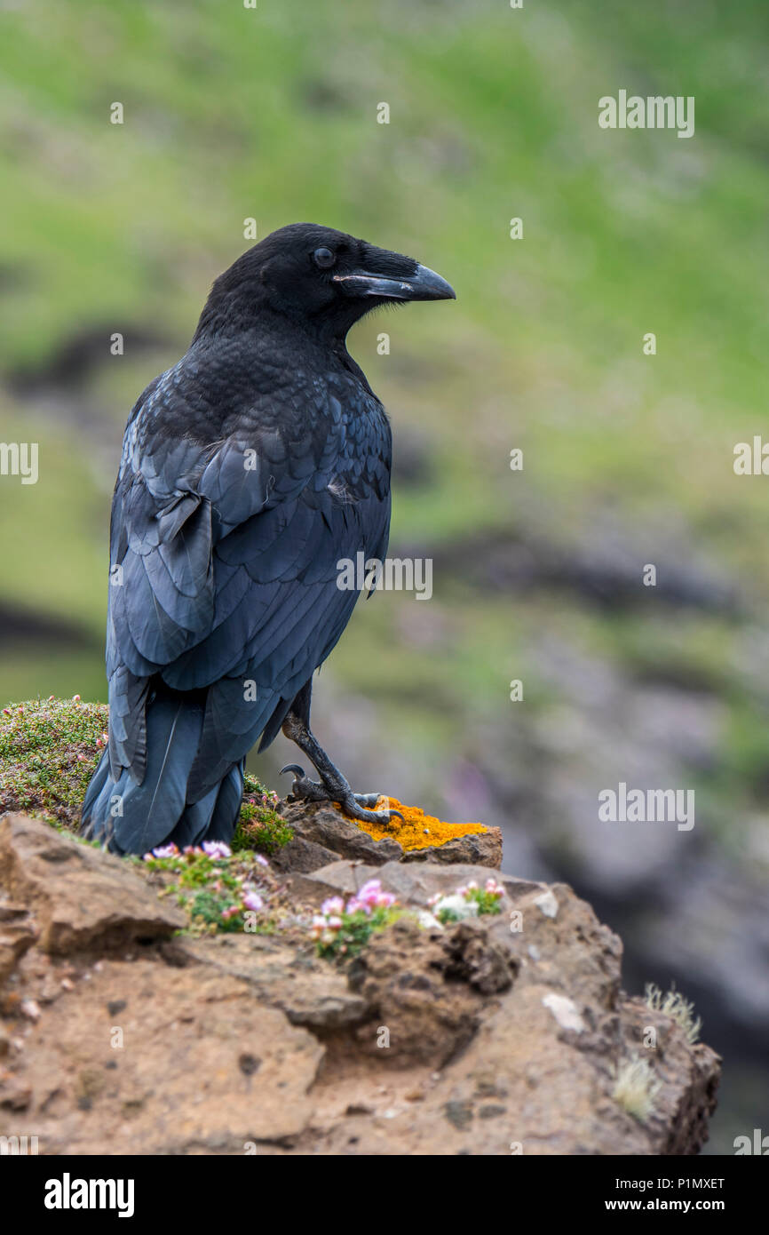 Grand corbeau / grand corbeau (Corvus corax) perché sur la roche sur ...