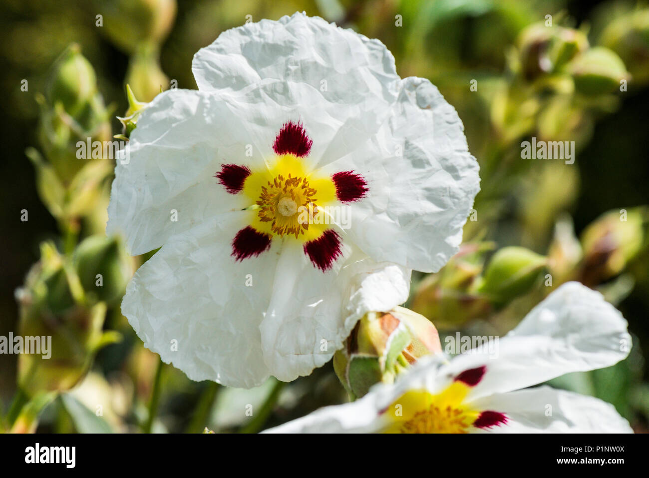 Common gum cistus Banque de photographies et d’images à haute ...